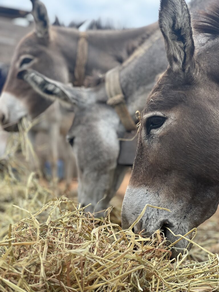 Support and welfare for working donkeys - GlobalGiving