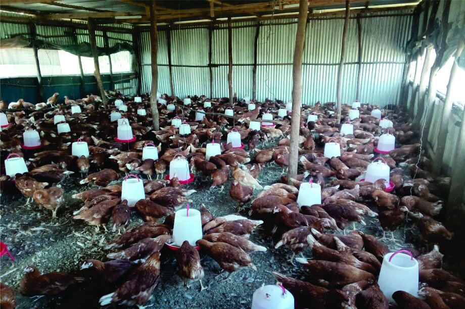 Donate to Support, Build 15Women Poultry Enterprise. - GlobalGiving