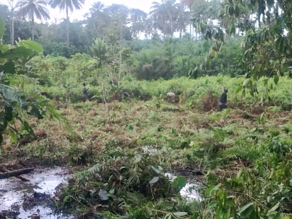 SUSTAINABLE INLAND VALLEY SWAMP RICE DEVELOPMENT - GlobalGiving