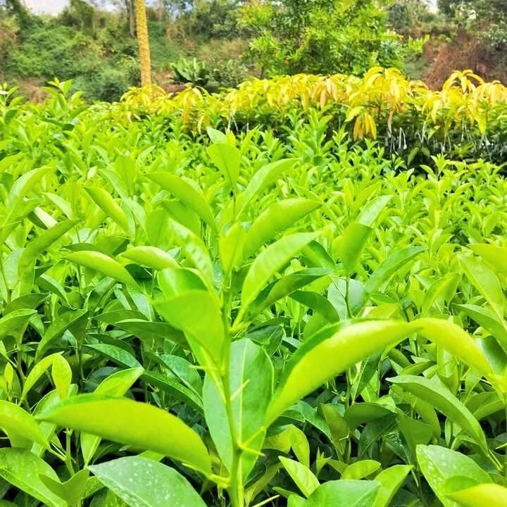 Photos from Plant 20,000 Trees Restore Mbwei Nature Forest - GlobalGiving