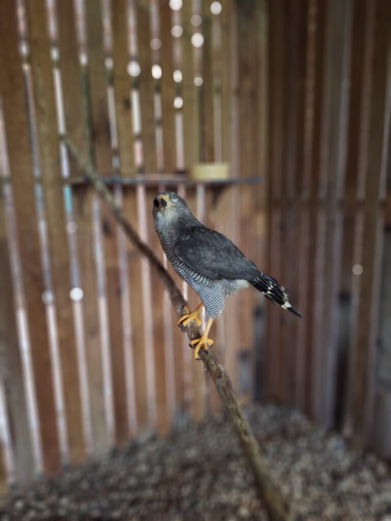 The Raptor Sanctuary at Belize Bird Rescue - GlobalGiving