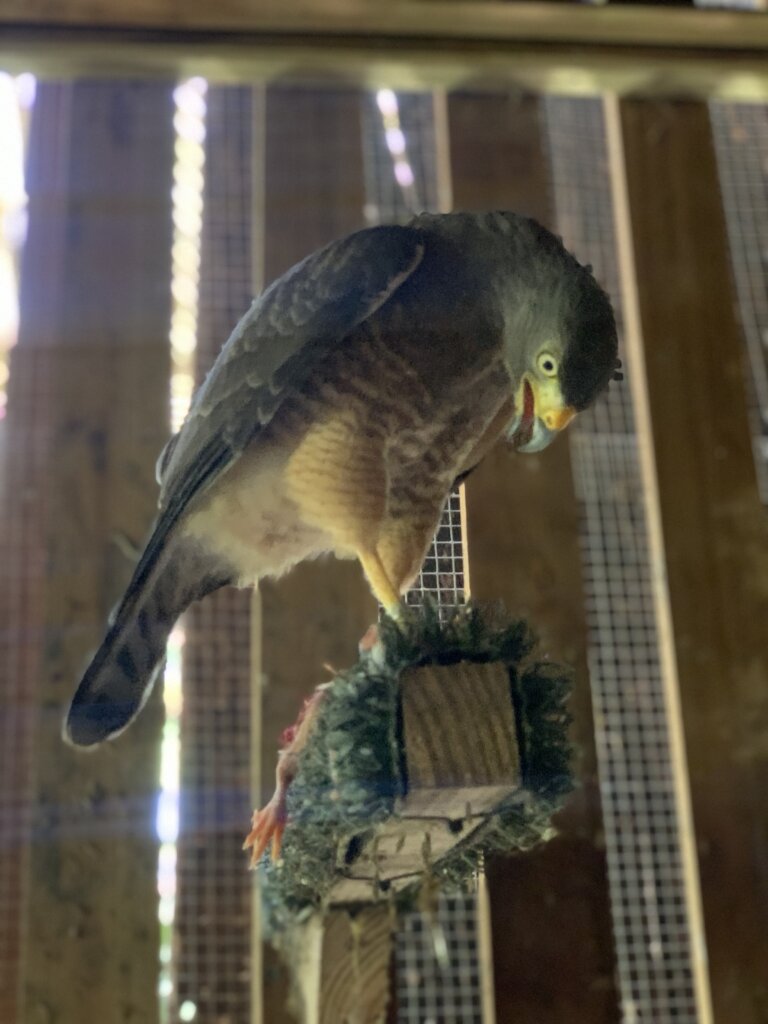 The Raptor Sanctuary at Belize Bird Rescue - GlobalGiving