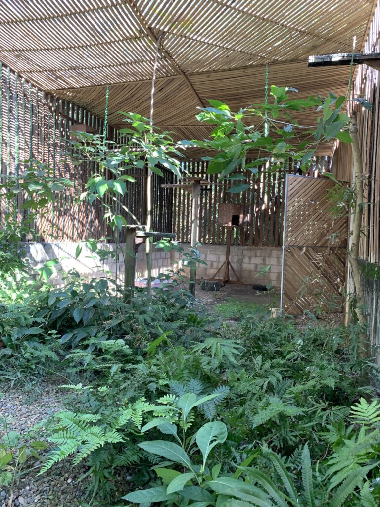 The Raptor Sanctuary at Belize Bird Rescue - GlobalGiving