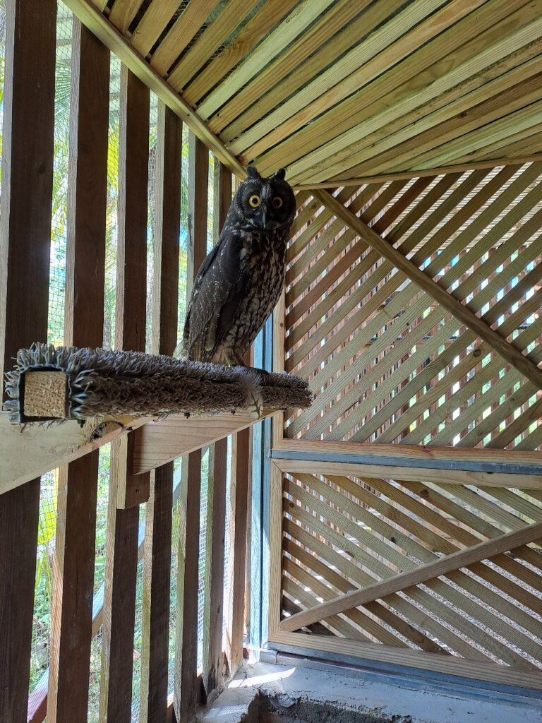 The Raptor Sanctuary at Belize Bird Rescue - GlobalGiving
