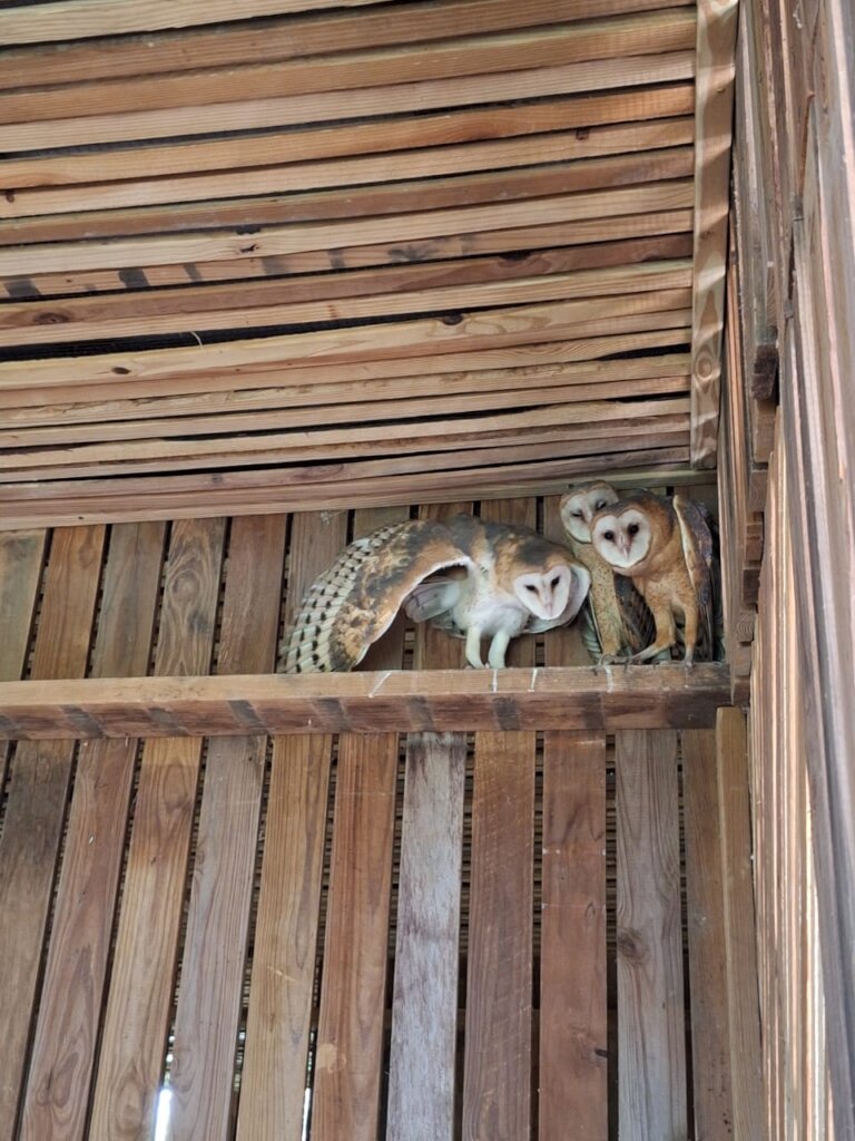 The Raptor Sanctuary at Belize Bird Rescue - GlobalGiving