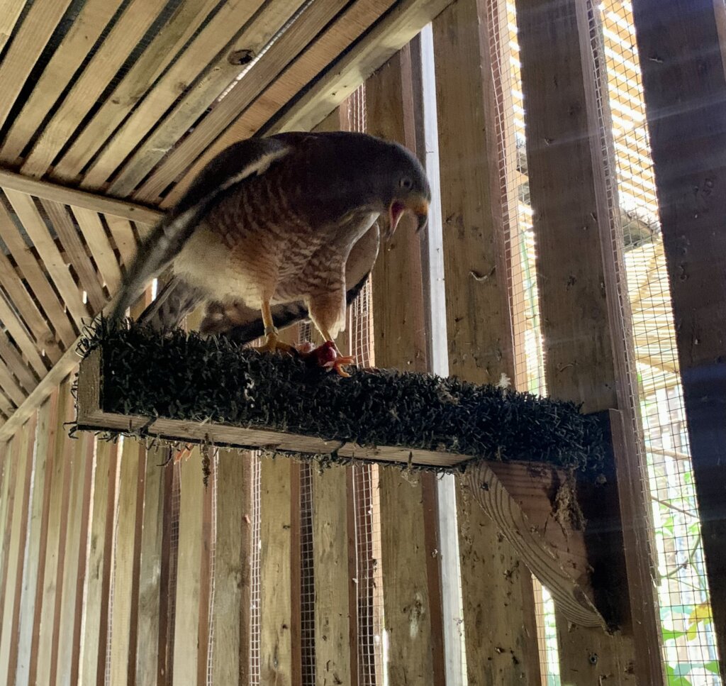 The Raptor Sanctuary at Belize Bird Rescue - GlobalGiving
