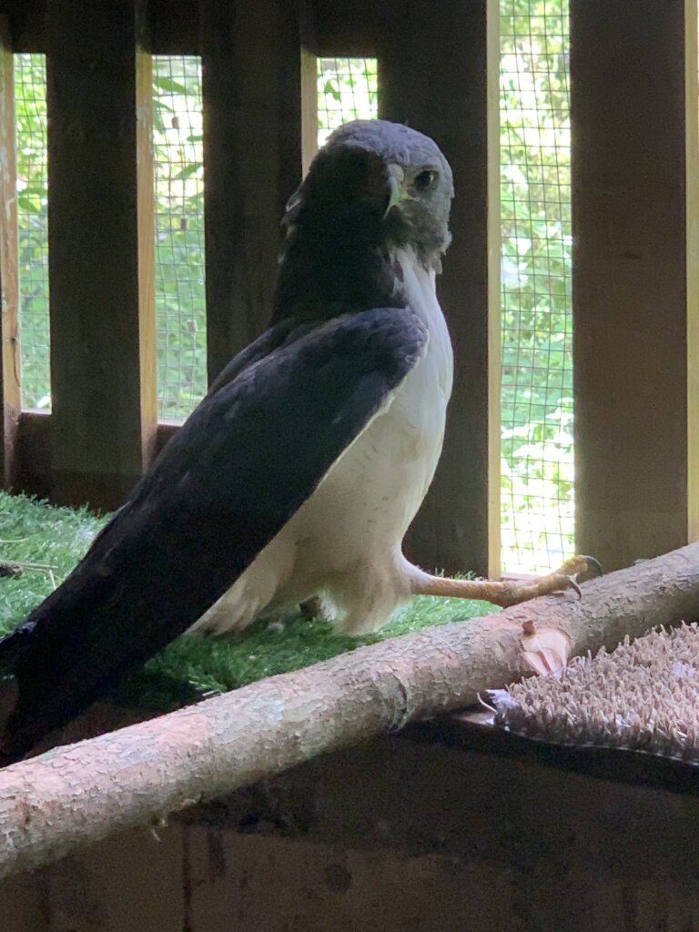 The Raptor Sanctuary at Belize Bird Rescue - GlobalGiving