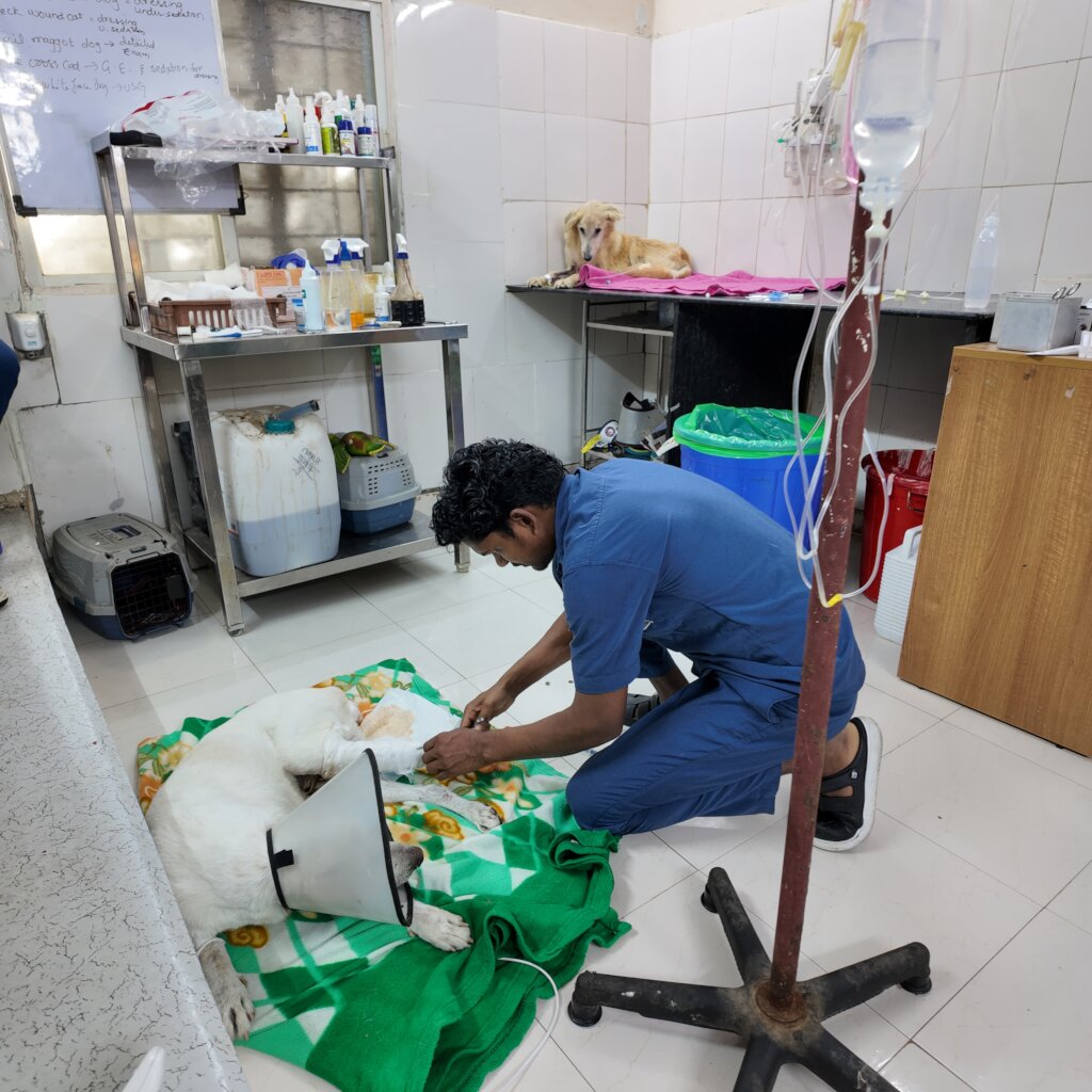 How to Share Rescue & Rehabilitation of Sick & Injured Animals ...