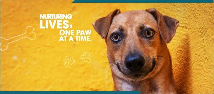 How to Share Rescue & Rehabilitation of Sick & Injured Animals ...