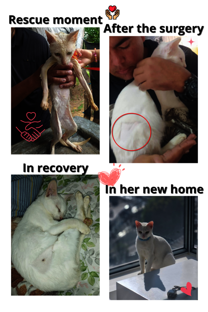 Saving Pawprints:Helping Vulnerable Pets in Tolima - GlobalGiving