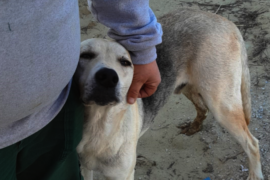 Saving The Stray Dogs Of Turkey From Culling - GlobalGiving