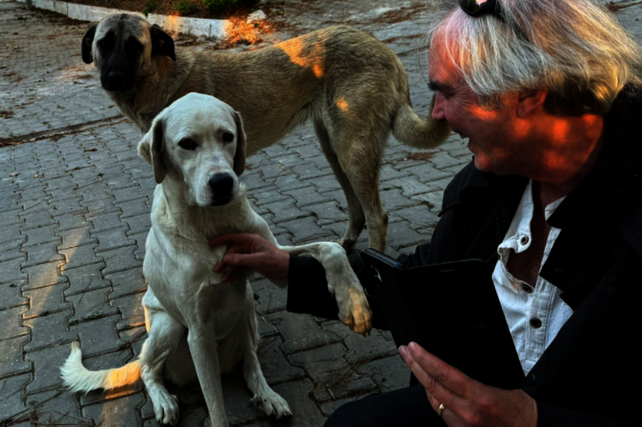 Saving The Stray Dogs Of Turkey From Culling - GlobalGiving