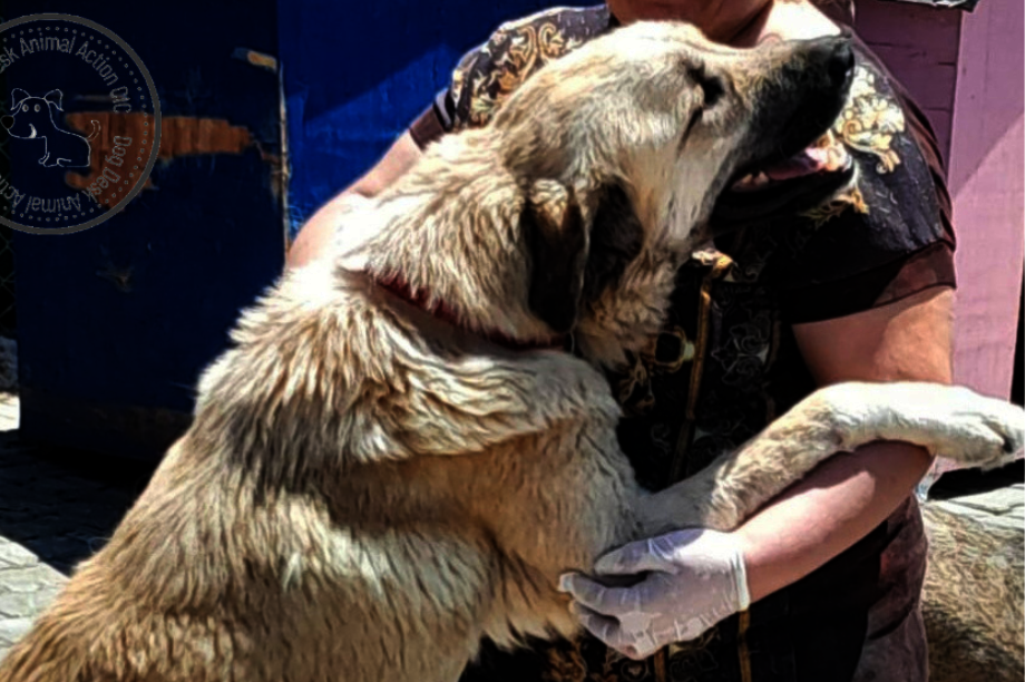 Saving The Stray Dogs Of Turkey From Culling - GlobalGiving