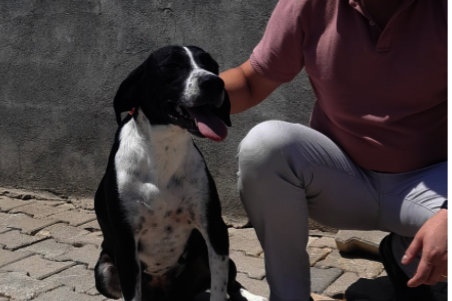 Saving The Stray Dogs Of Turkey From Culling - GlobalGiving