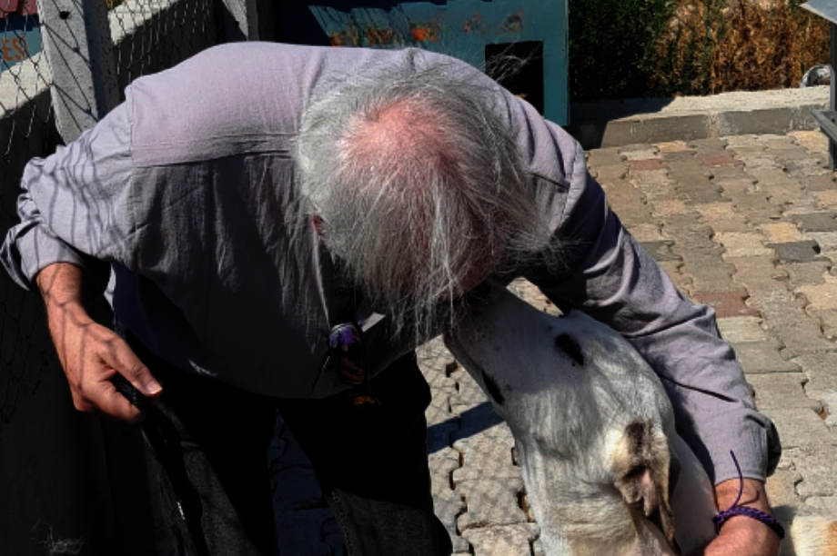 Saving The Stray Dogs Of Turkey From Culling - GlobalGiving