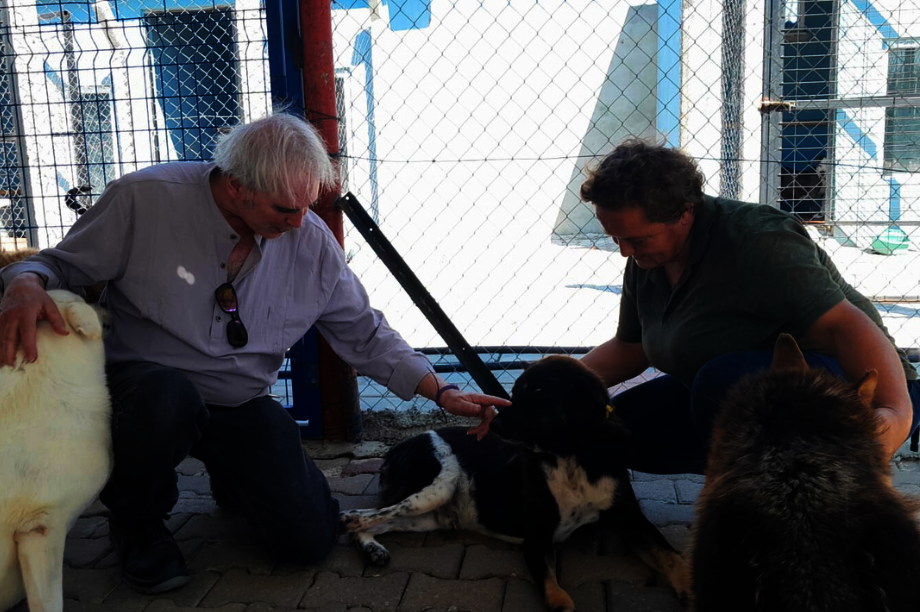 Saving The Stray Dogs Of Turkey From Culling - GlobalGiving