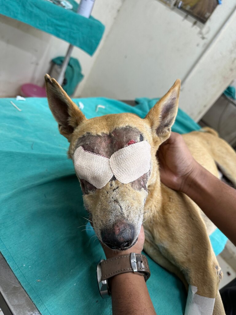 Help Bolt Reach His Forever Home in the UK! - GlobalGiving