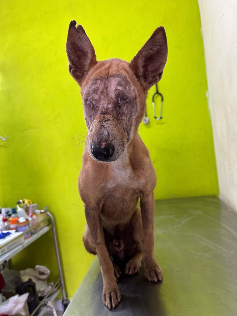 Help Bolt Reach His Forever Home in the UK! - GlobalGiving