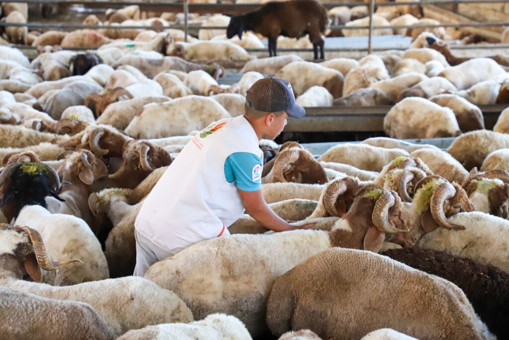 Qurbani 2025 (Eid with Dignity for Every Family) - GlobalGiving