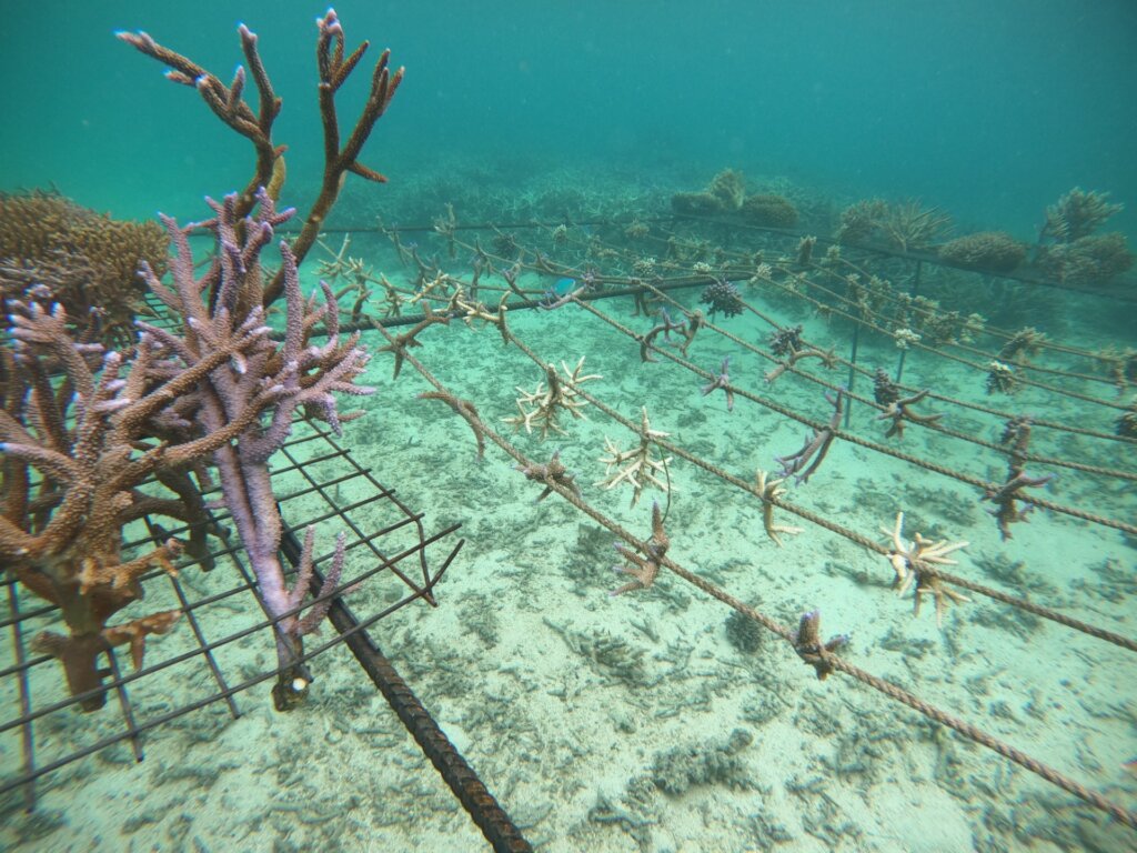 Rebuilding reefs and livelihoods in PNG - GlobalGiving