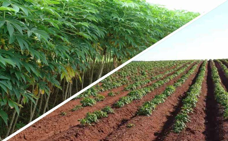 Cassava farming, Smart sustainable agriculture - GlobalGiving