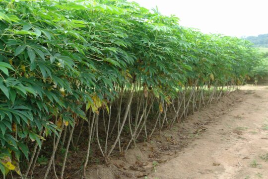 Cassava farming, Smart sustainable agriculture - GlobalGiving