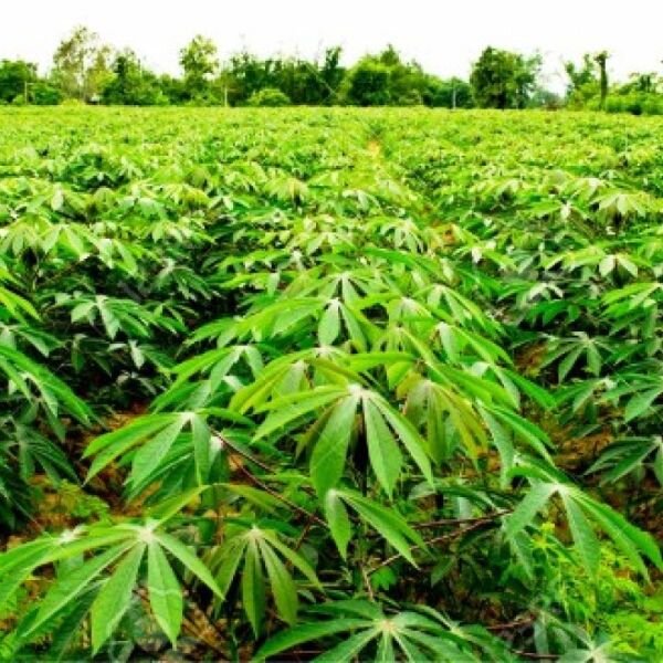 Cassava farming, Smart sustainable agriculture - GlobalGiving