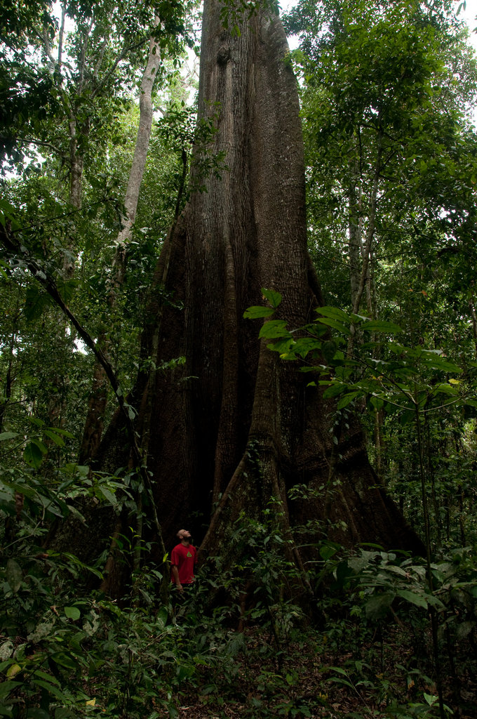 Planting 1000 trees, Saving 100 acres - GlobalGiving