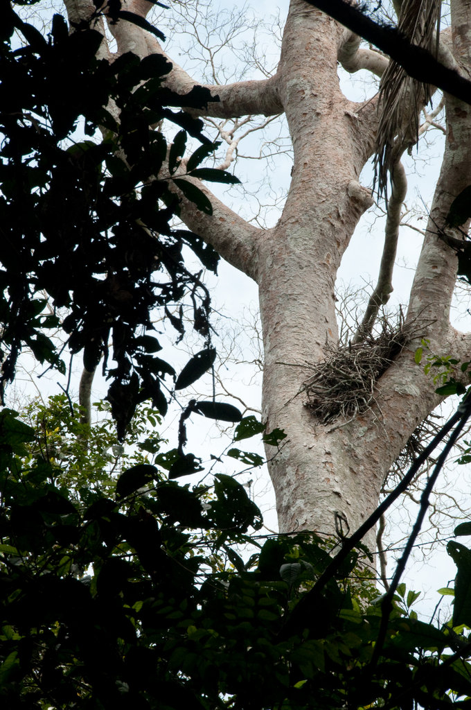 Planting 1000 trees, Saving 100 acres - GlobalGiving