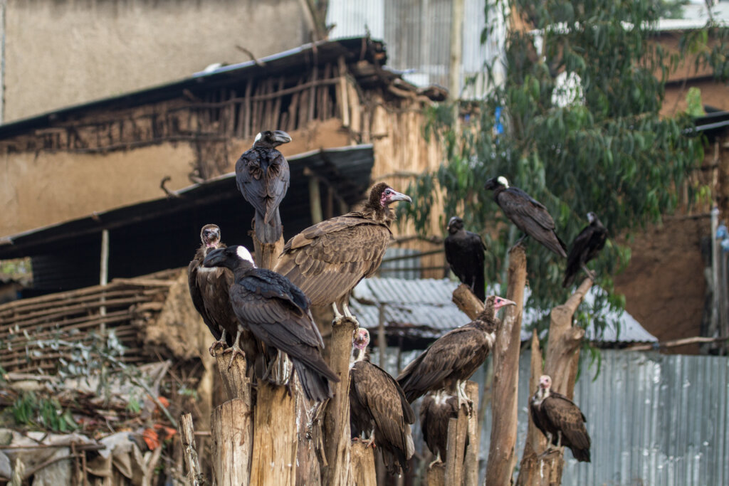 Breeding Programs to Save Vultures from Extinction - GlobalGiving
