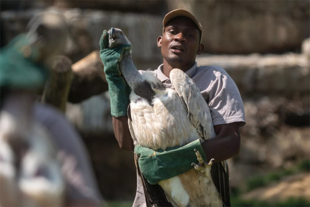 Breeding Programs to Save Vultures from Extinction - GlobalGiving