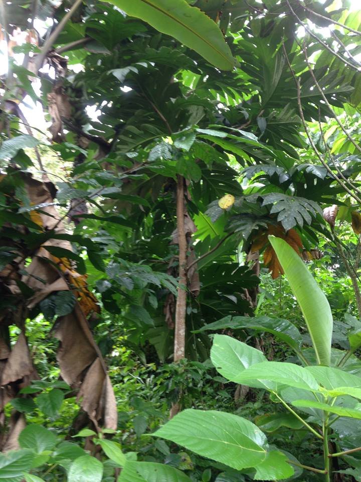 Reports on Rio Sol Bio Corridor, Maleku Reserve, Costa Rica - GlobalGiving
