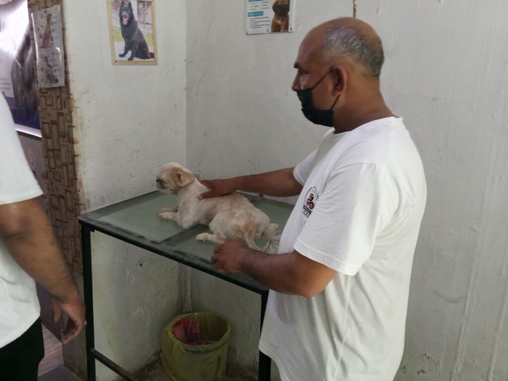 "Wounded & Alone-Stray Souls Need You in Pakistan" - GlobalGiving