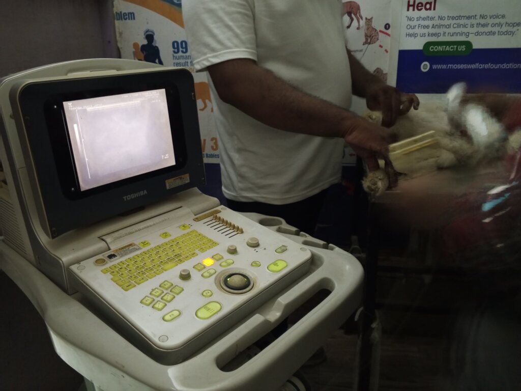 "Wounded & Alone-Stray Souls Need You in Pakistan" - GlobalGiving