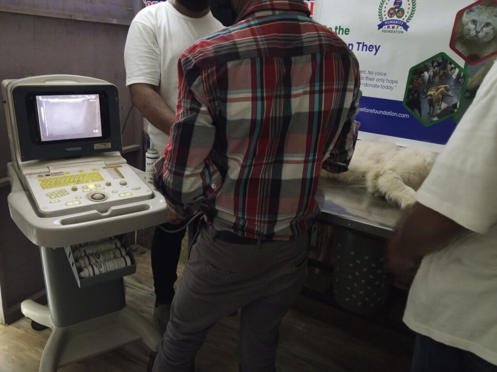 "Wounded & Alone-Stray Souls Need You in Pakistan" - GlobalGiving