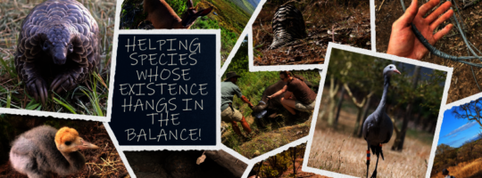 Support Scales' Conservation Mission - GlobalGiving