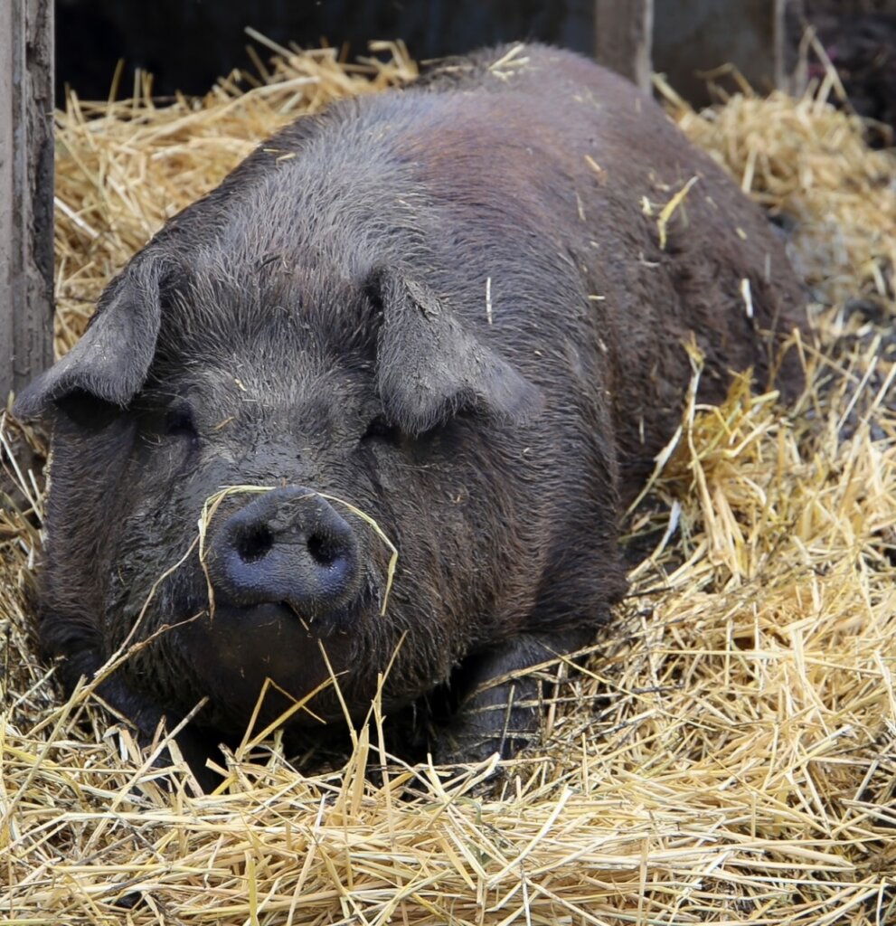 Expansion refuge project & maintenance of animals. - GlobalGiving