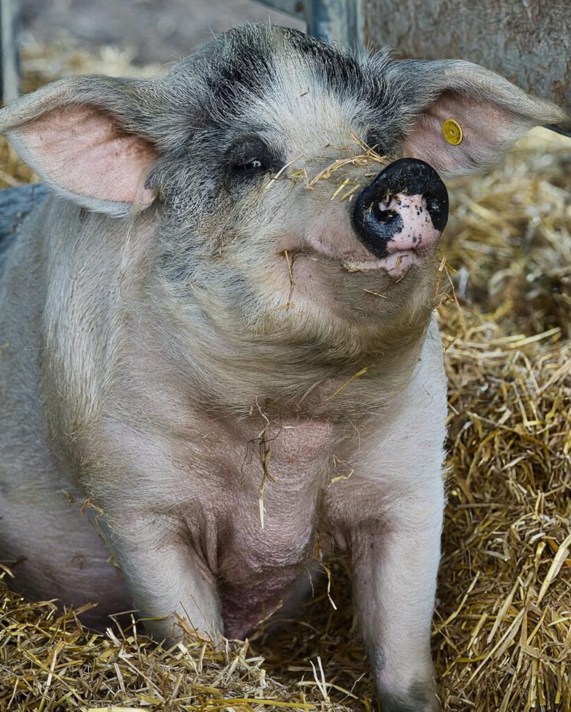 Expansion refuge project & maintenance of animals. - GlobalGiving