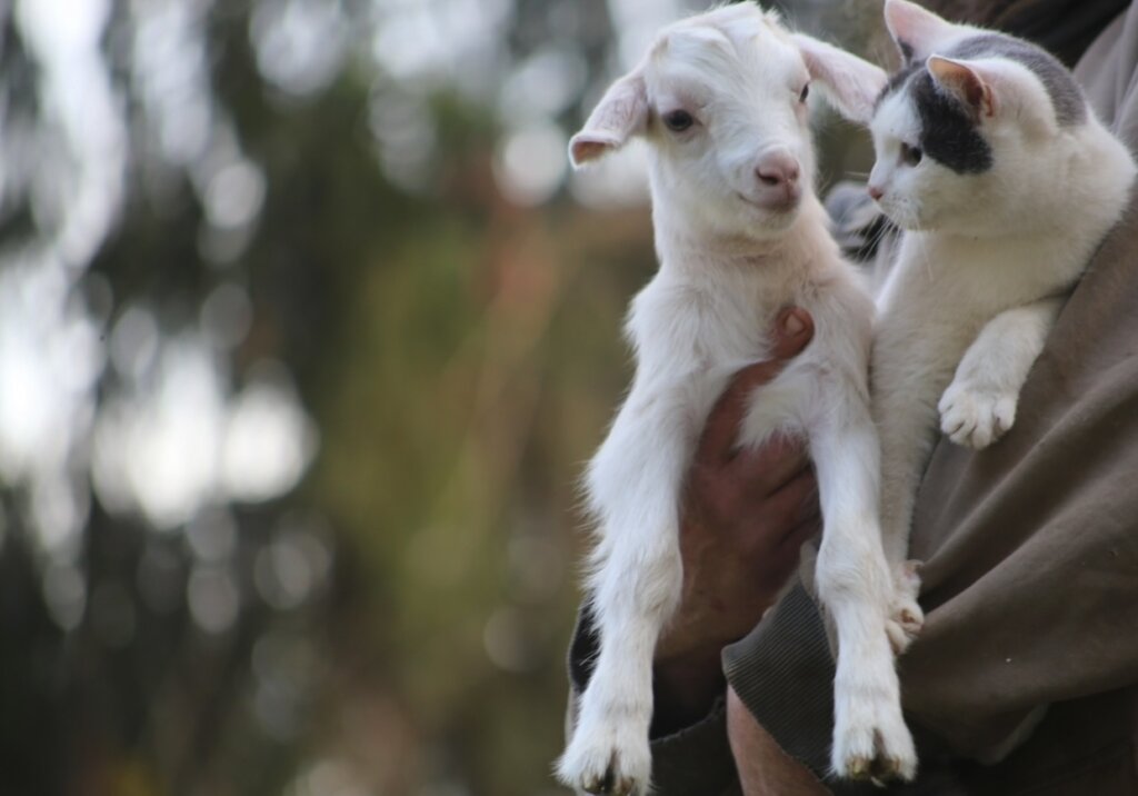 Expansion refuge project & maintenance of animals. - GlobalGiving