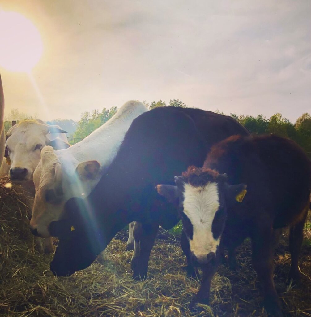 Expansion refuge project & maintenance of animals. - GlobalGiving