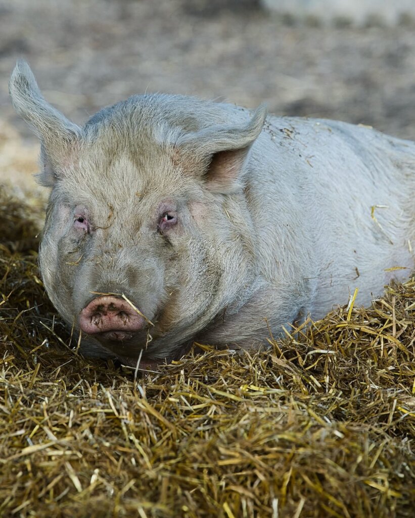 Expansion refuge project & maintenance of animals. - GlobalGiving