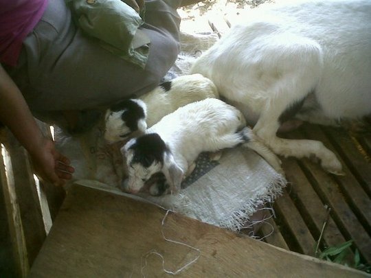 Buy a Goat for a Family in Guatemala - GlobalGiving
