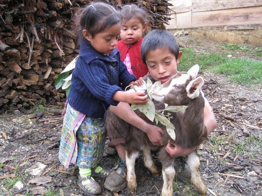 Buy a Goat for a Family in Guatemala - GlobalGiving