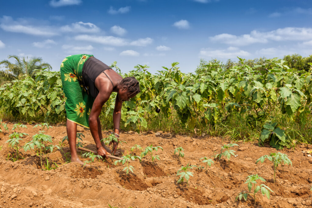 Eliminate Hunger in Nigeria Through Youth Farming - GlobalGiving