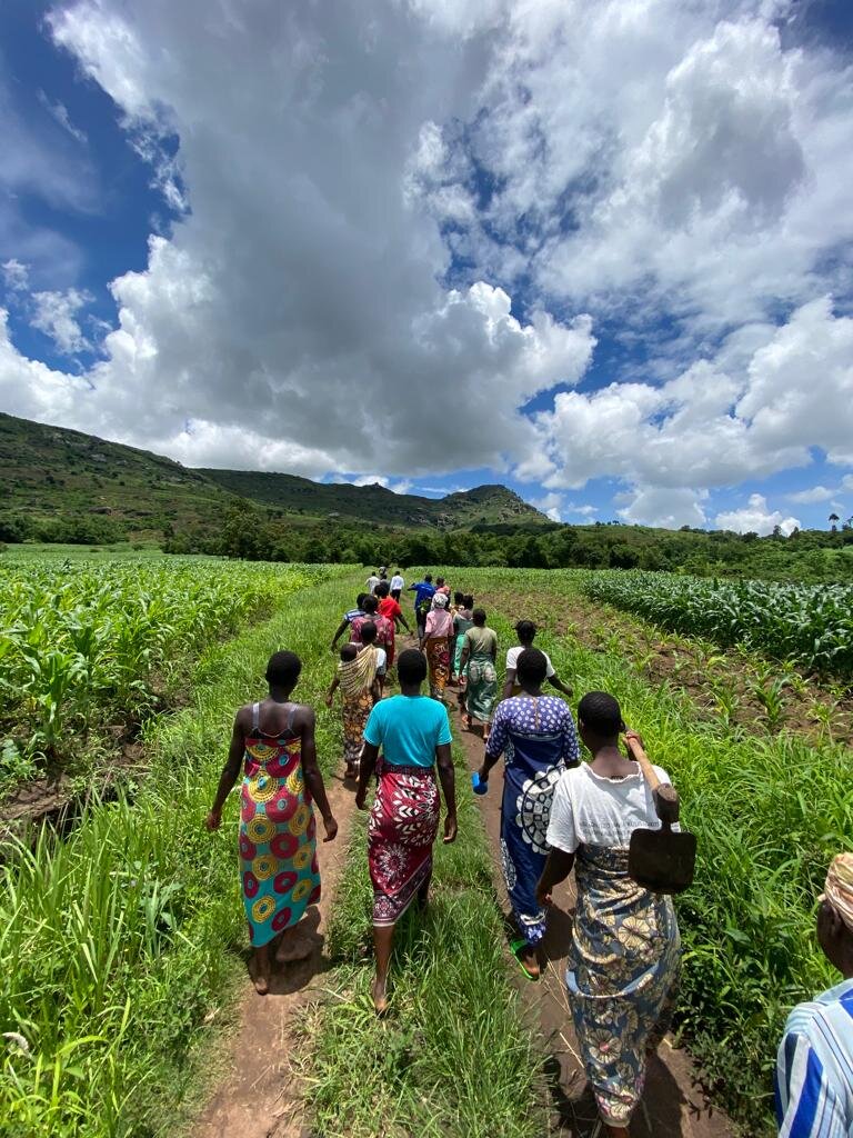 Restore Forest Ecosystems In Sub-Saharan Africa - GlobalGiving