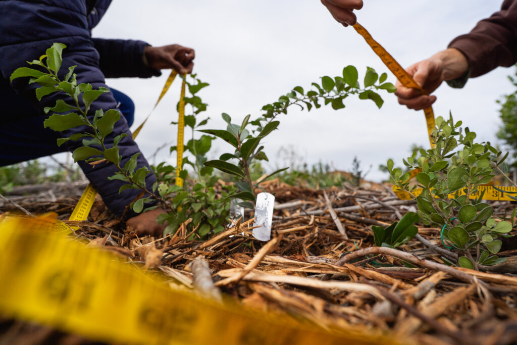 Restore Forest Ecosystems In Sub-Saharan Africa - GlobalGiving