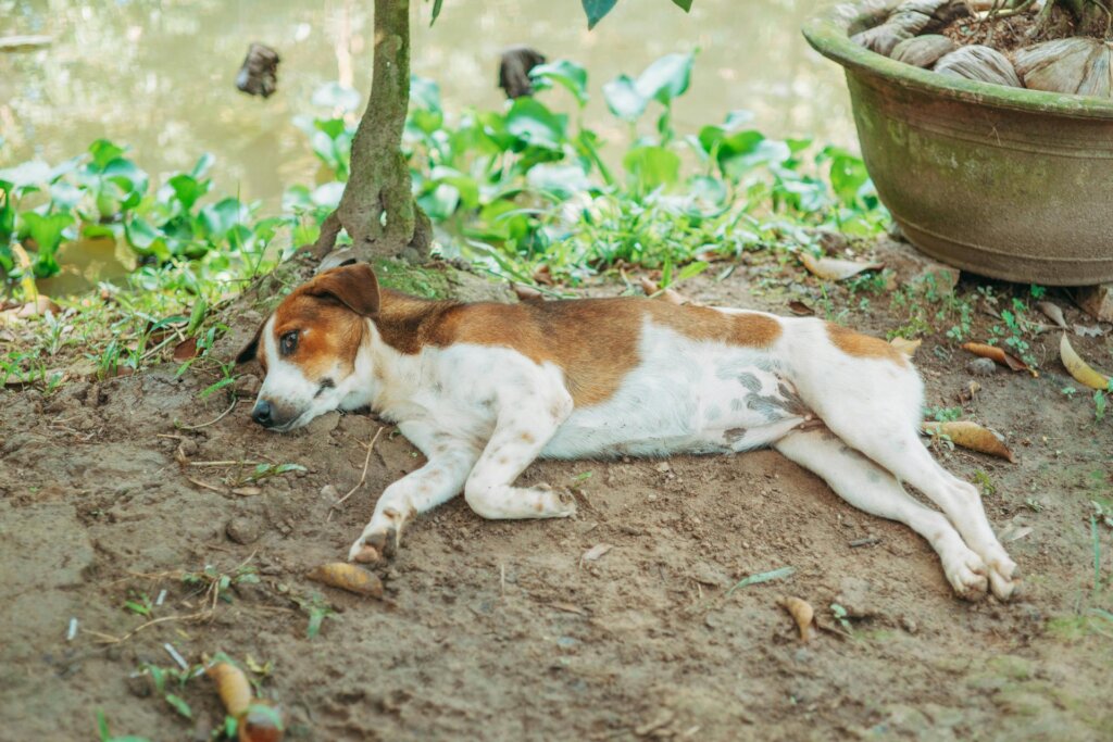 Rescue Unwanted & Abandoned Stray Dogs in Nigeria - GlobalGiving