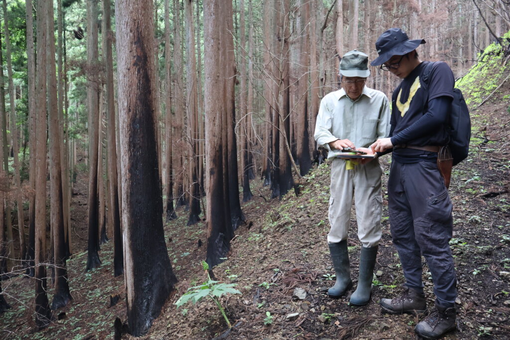 From Ashes to Forest: Plant 10,000 Trees in Japan - GlobalGiving