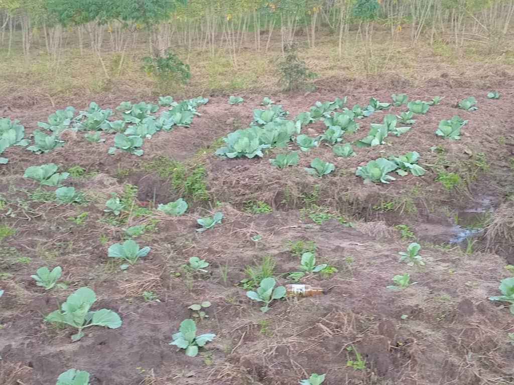 Empowering Rural Women Through Vegetable Farming - GlobalGiving