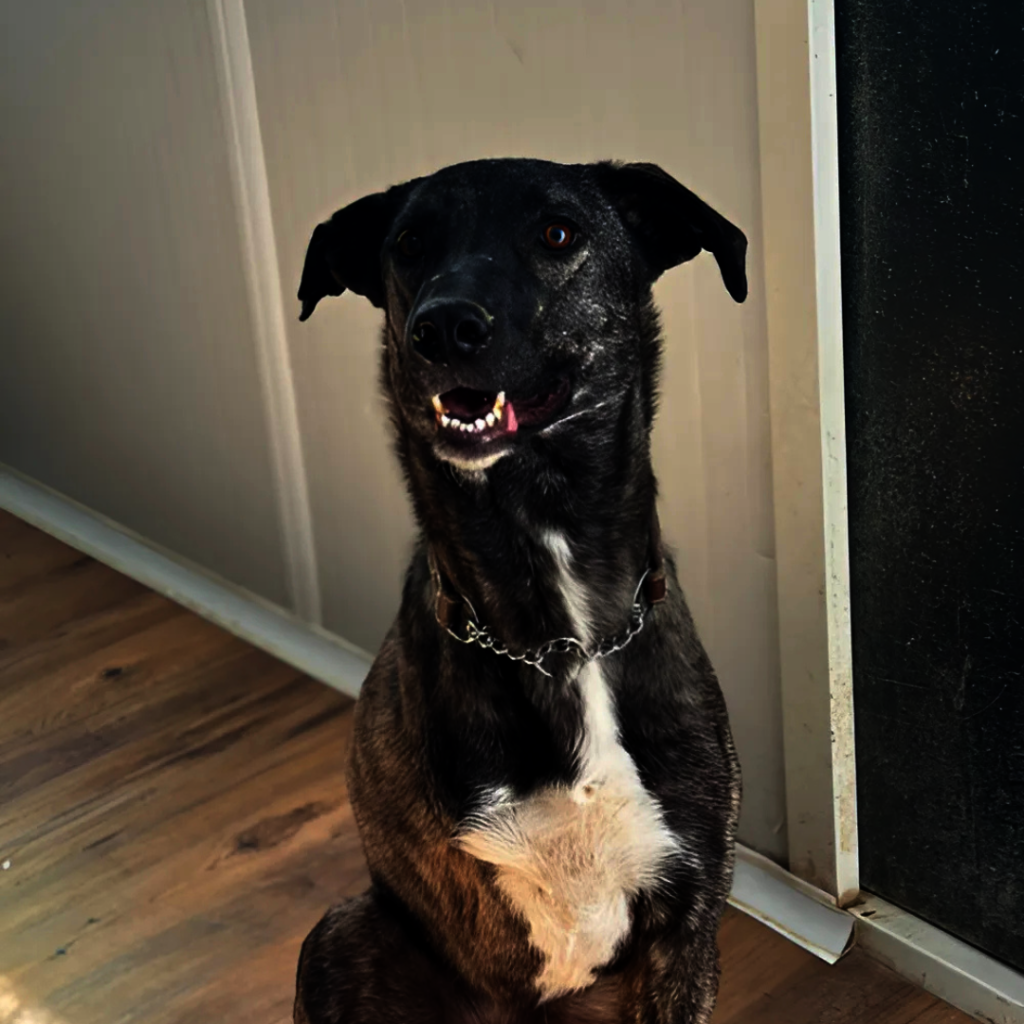 Paws of Hope Building a Lifeline for Ankara's Dogs - GlobalGiving